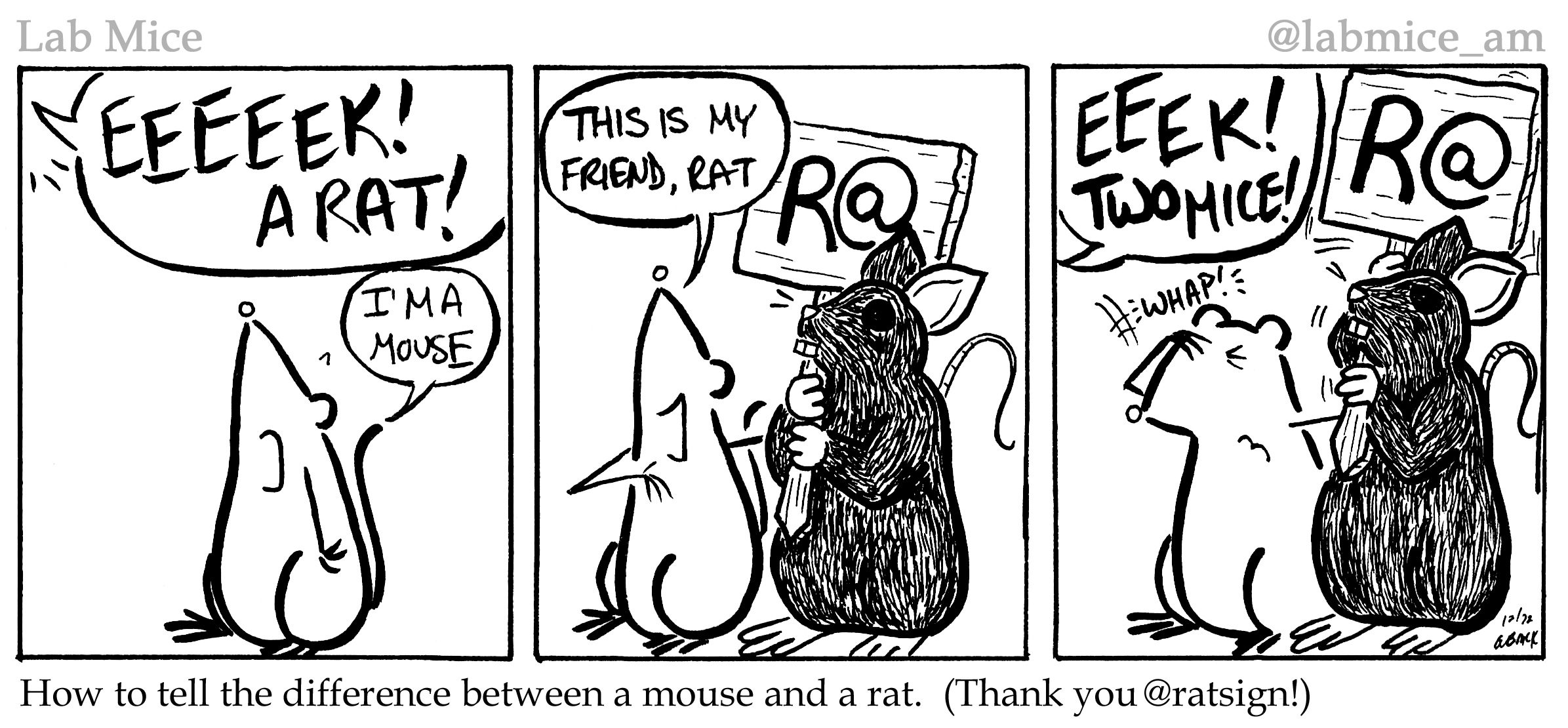 Mouse and Rat – Lab Mice