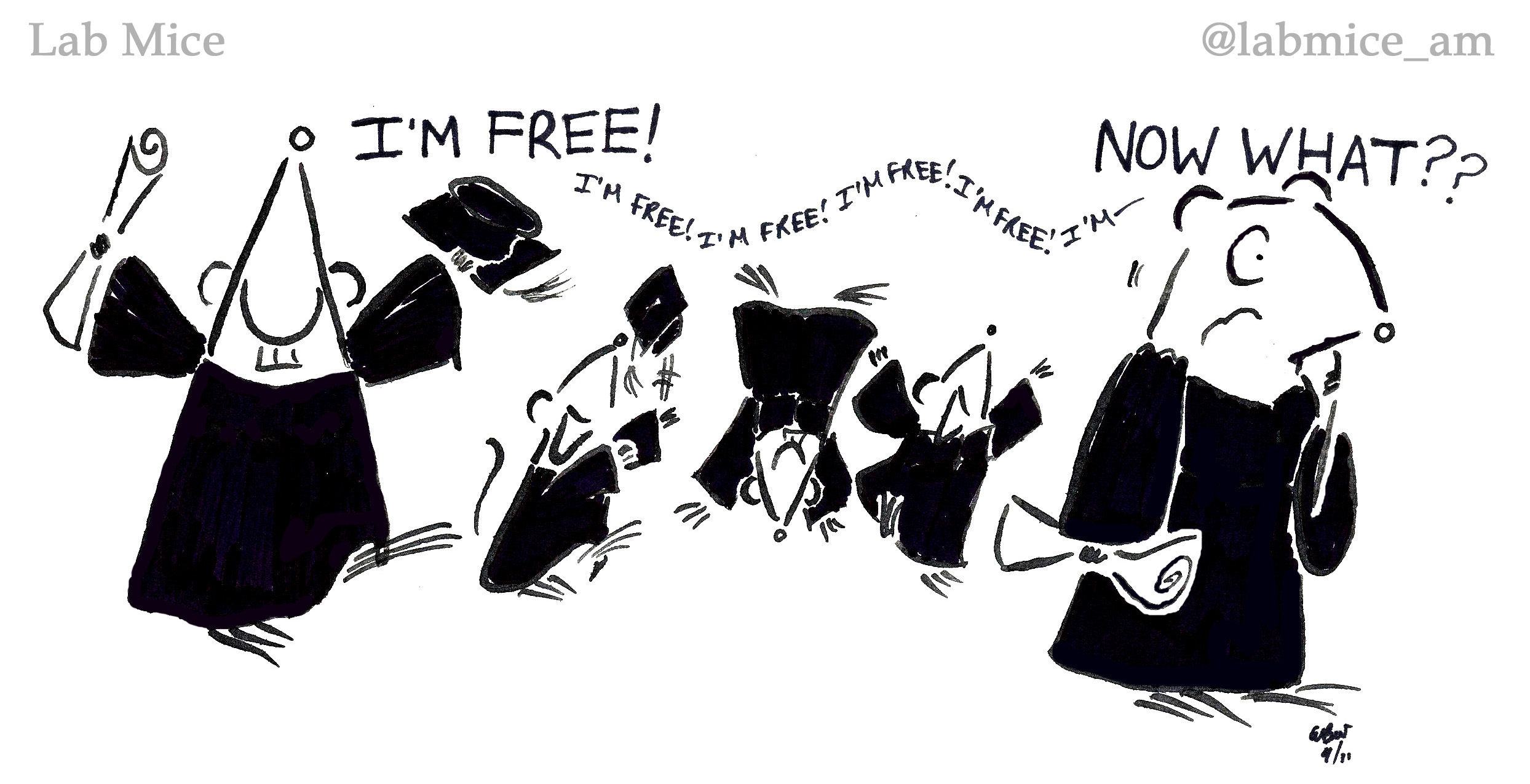 Now What? – Lab Mice